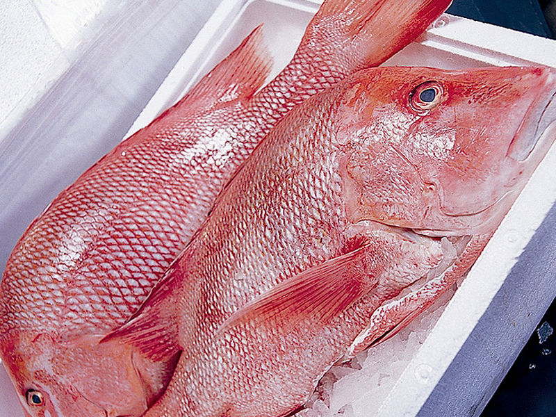 Nachhaltige Frische: Lufthansa Cargo setzt auf Temperatur-Tracking in ...